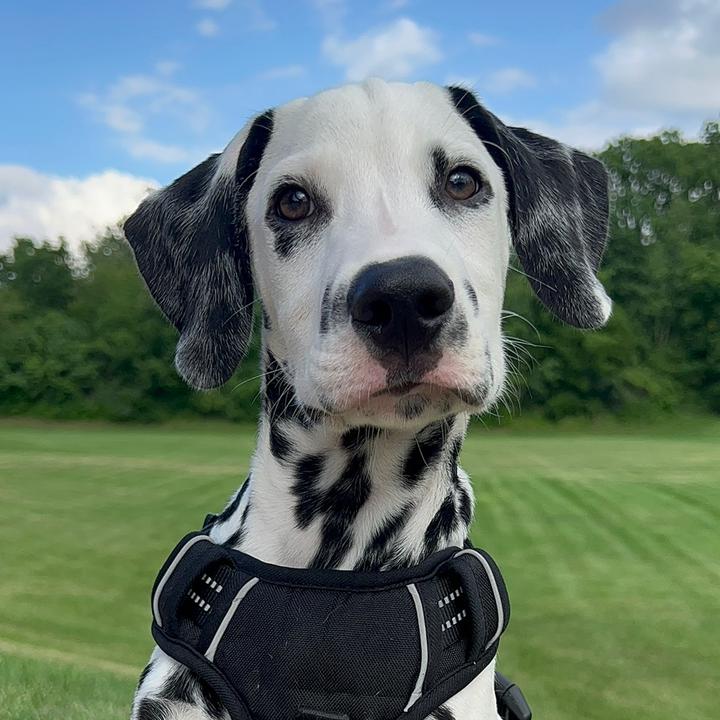 #CapCut CAPYBARA DANCIN FRIDAY MOOD | SILLYBALOO (@baloosilly)