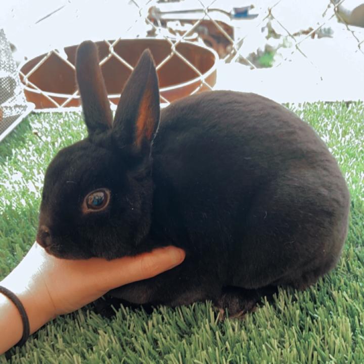 Well bred rabbits and wire bottom doesn’t cause sore hocks @cksrabbirty ...